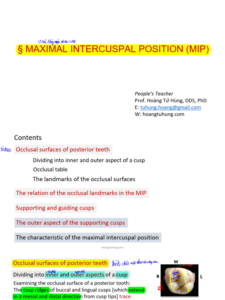 Maximal Intercuspal Position | PDF | Mouth | Tooth
