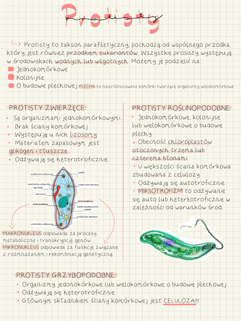 Protisty | PDF