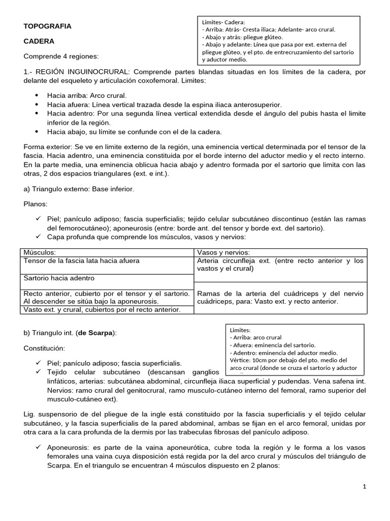 Anatomía de la Cadera y Regiones Inguinales | PDF | Sistema ...