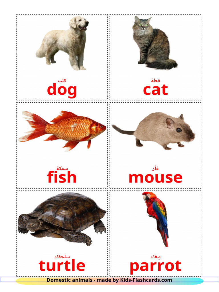 Domestic Animals 6 A4 | PDF