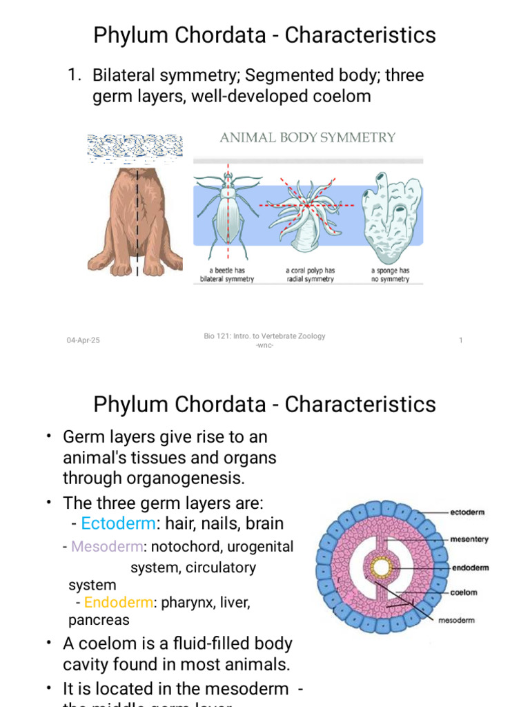 3 - Phylum Chordata - Characteristics | PDF | Vertebrates | Anatomy