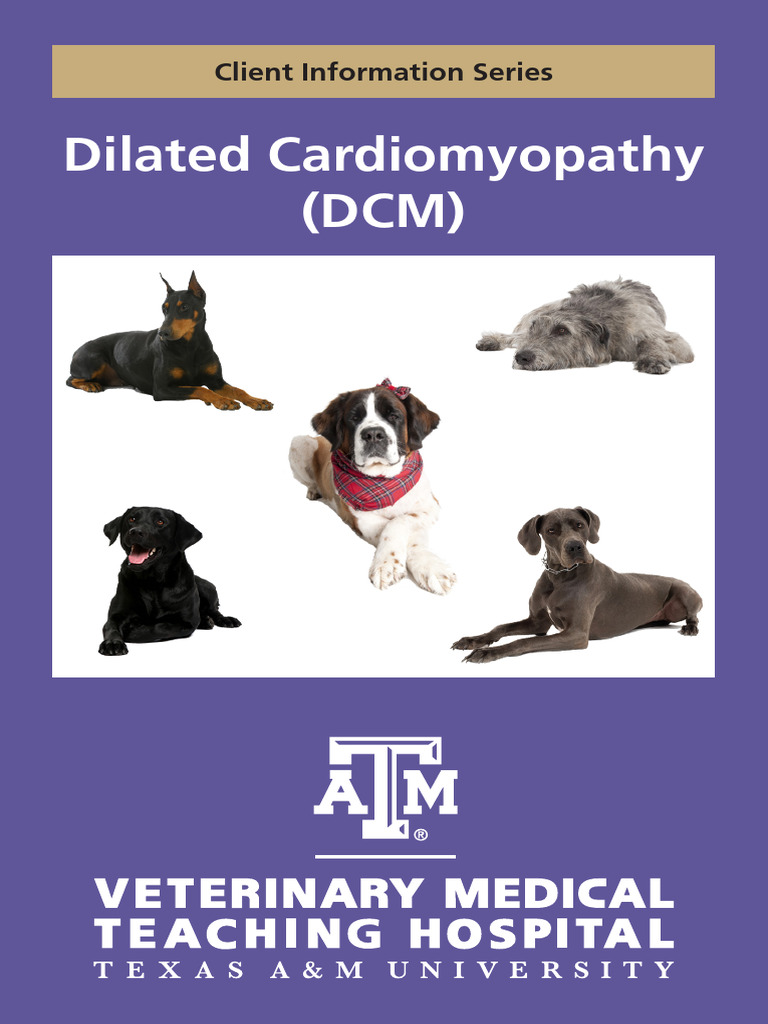 Understanding Dilated Cardiomyopathy in Dogs | PDF | Heart Valve ...