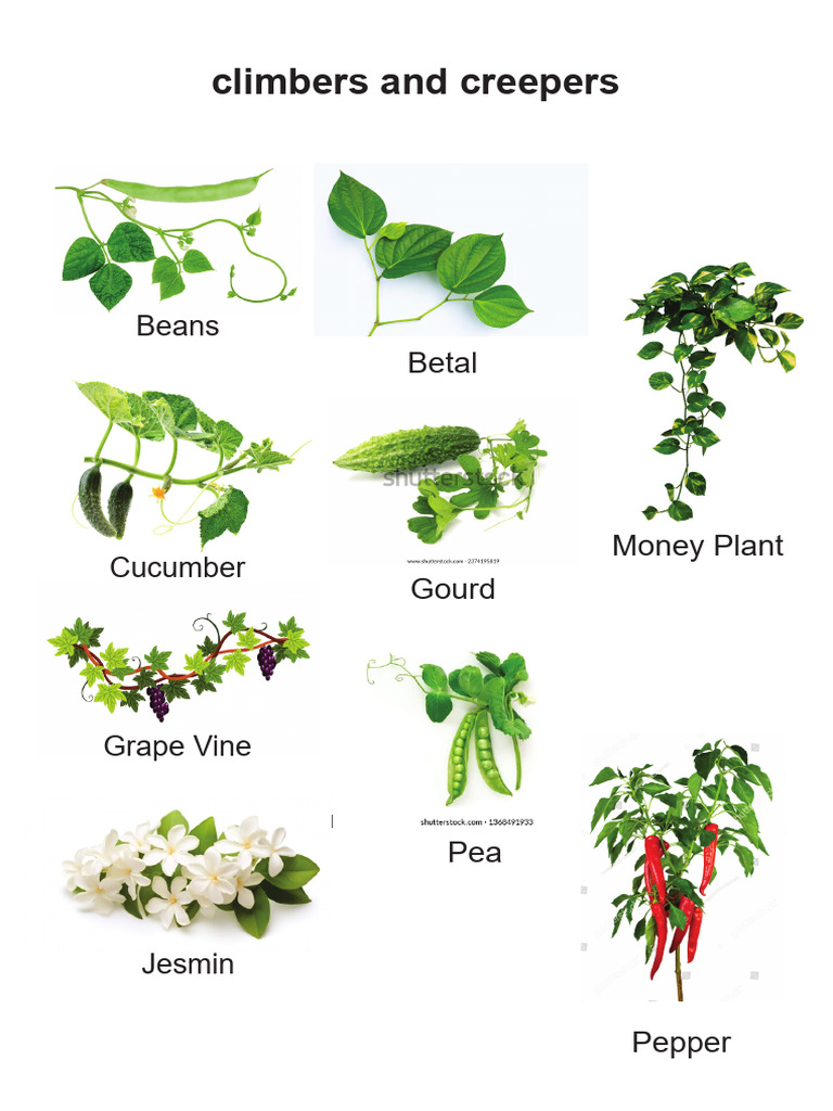 climbers and creepers | PDF