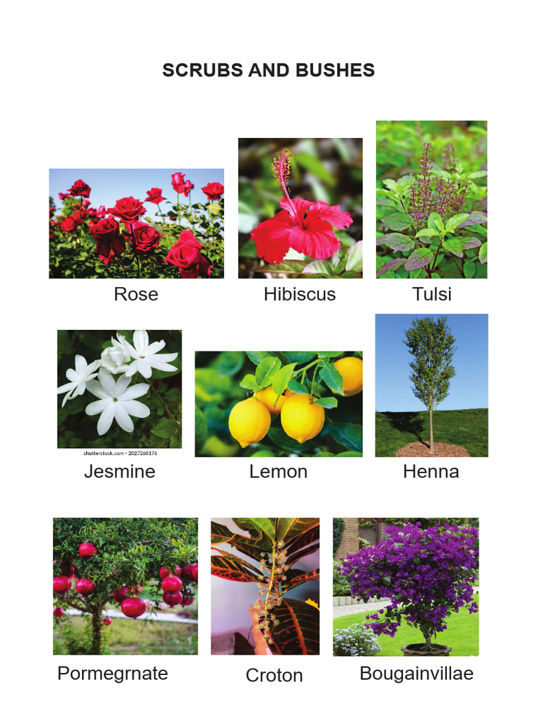 Scrubs and Bushes | PDF