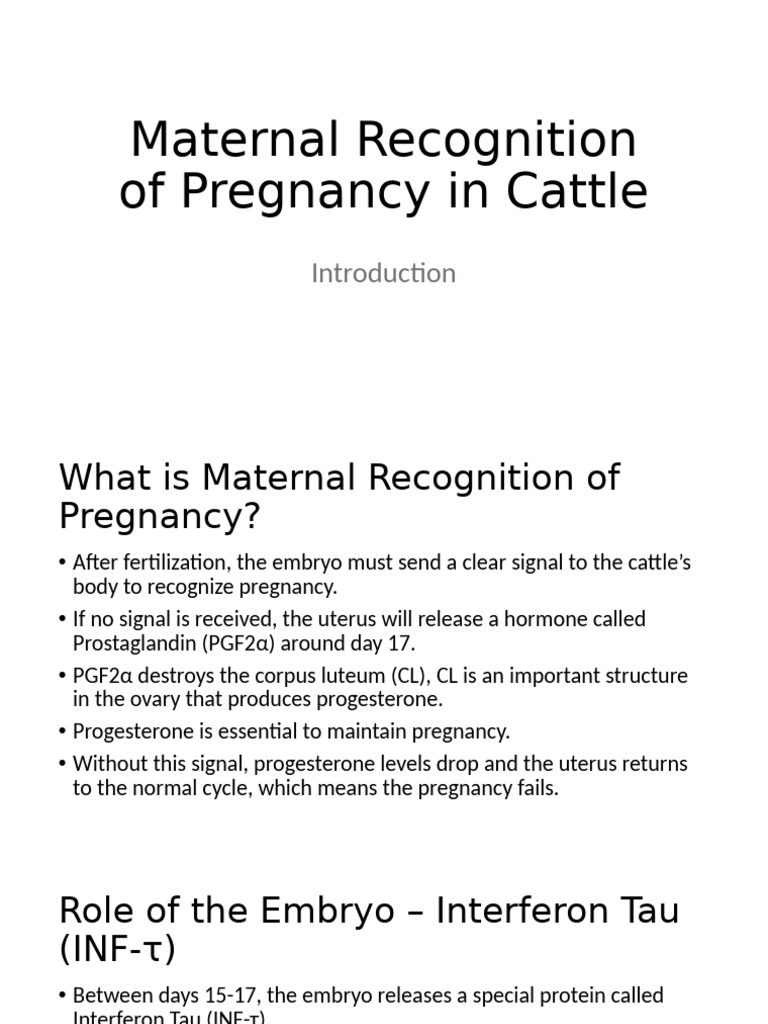 Presentation MRP in Cattle 2 | PDF | Uterus | Pregnancy