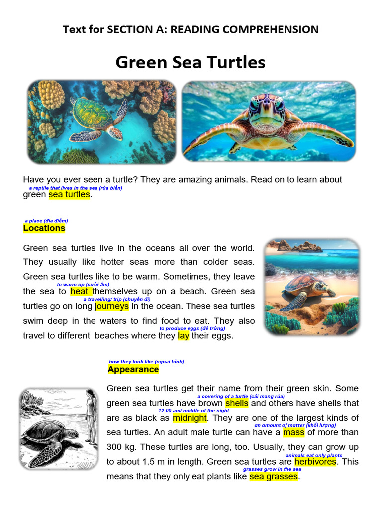 Green Sea Turtles: Conservation Efforts | PDF | Sea Turtle | Turtle