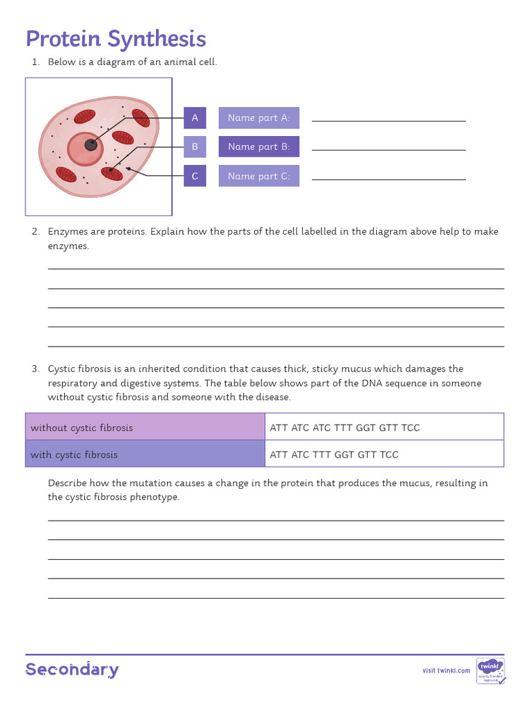 Protein Synthesis Activity Sheet | PDF