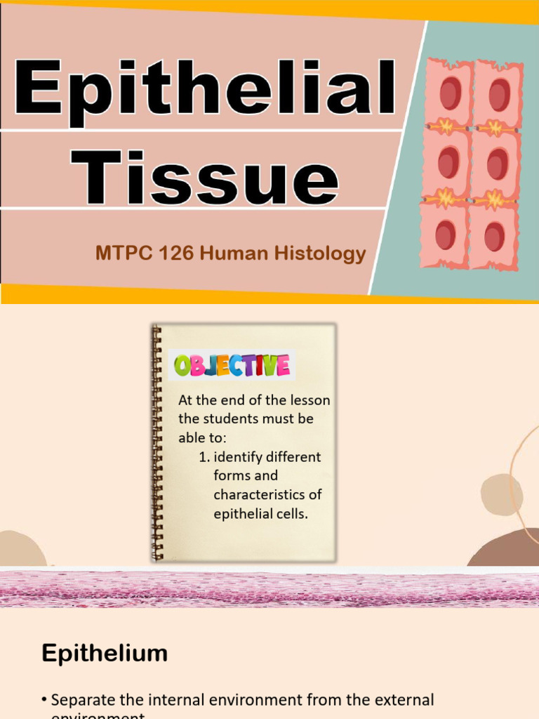 MTPC 126 Human Histology Epithelial Tissue | PDF | Epithelium | Tissue ...