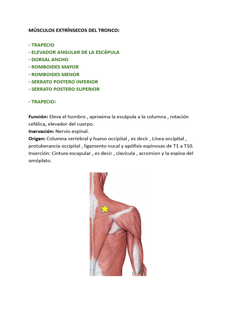 MUSCULOS EXTRINSECOS DEL TRONCO | PDF | Hombro | La columna vertebral