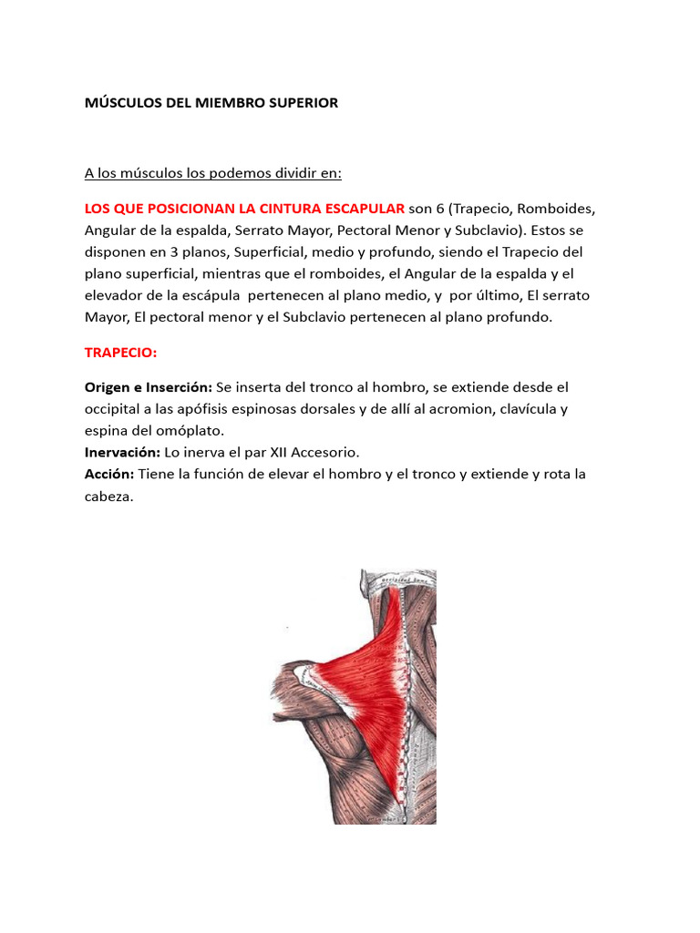 Músculos del Miembro Superior: Funciones y Estructura | PDF | Codo ...