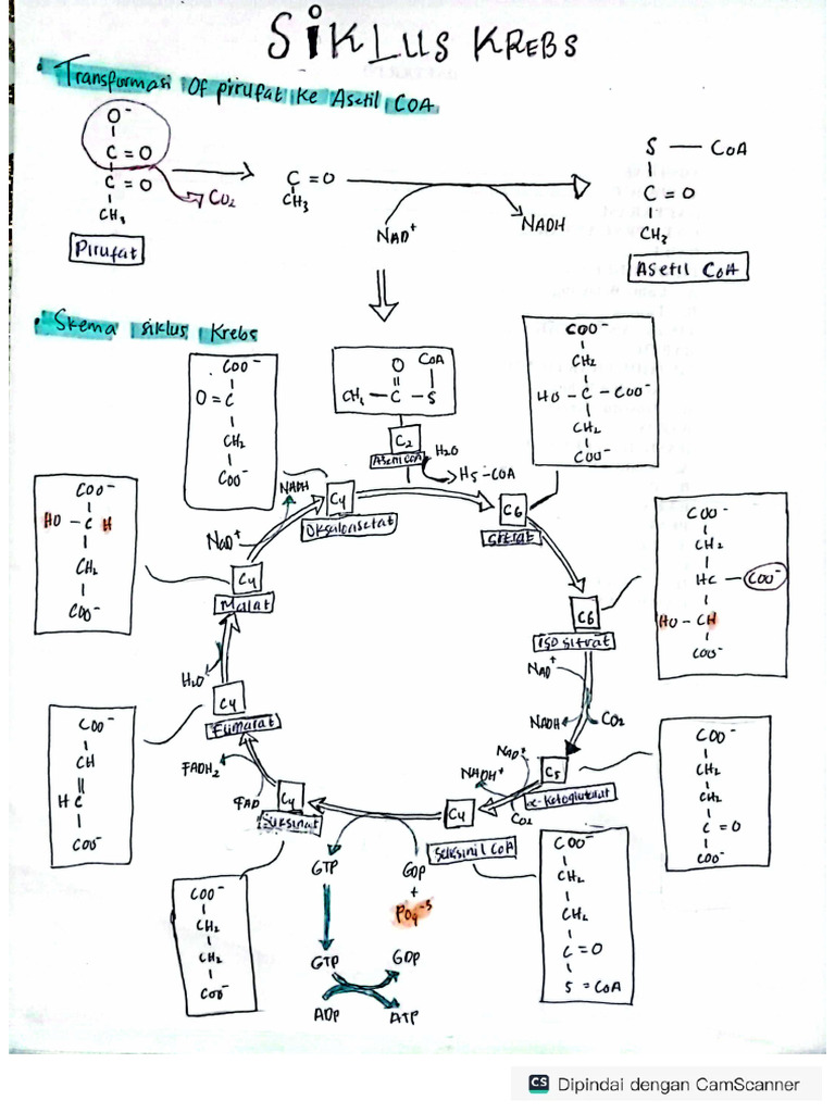 Siklus Krebs | PDF