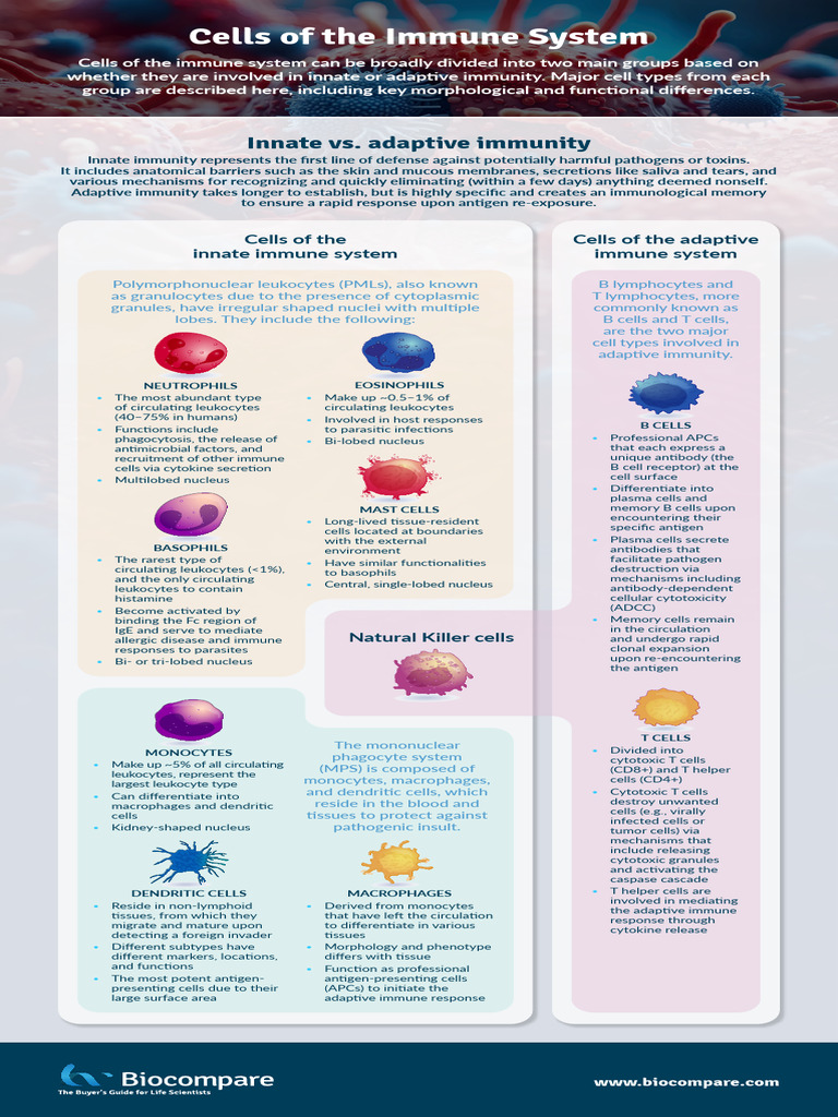 BC FL Cell Gene Therapy Cells of The Immune System | PDF | Immune ...