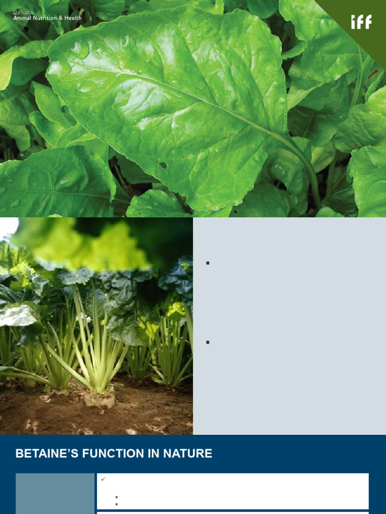 Betafin Natural Betaine | PDF | Biosynthesis | Methionine