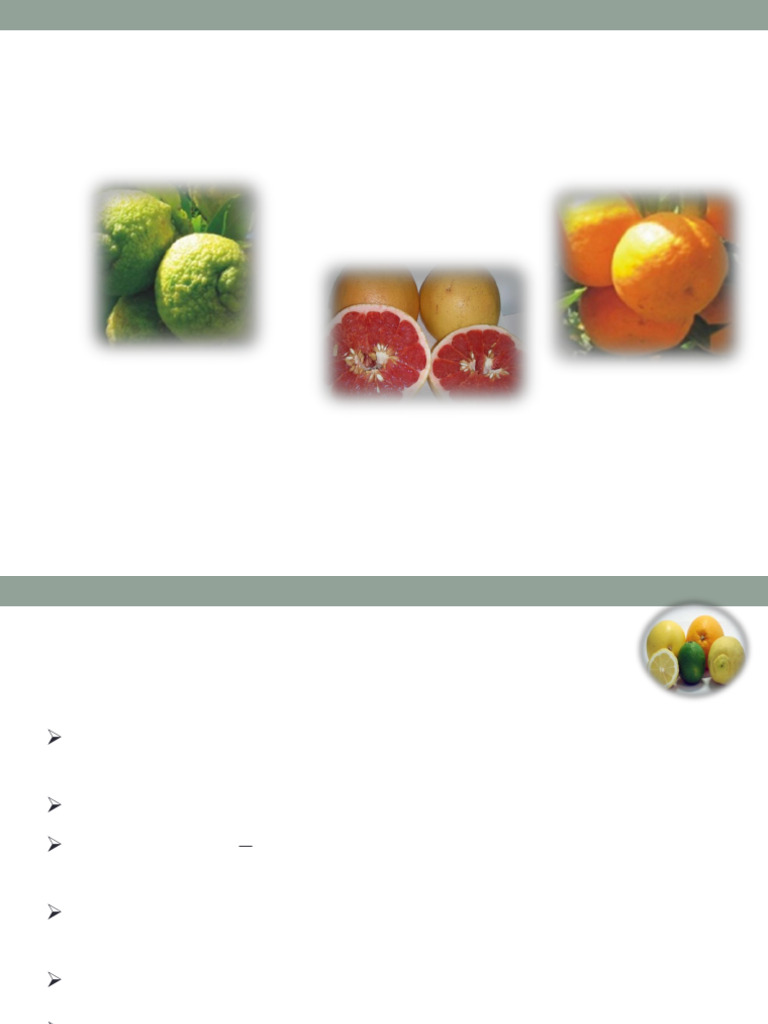 Presentation Citrus Breeding Final1 | PDF | Citrus | Grapefruit