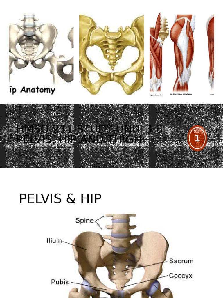 Pelvis, Hip, and Thigh Anatomy & Rehab | PDF | Pelvis | Limbs (Anatomy)