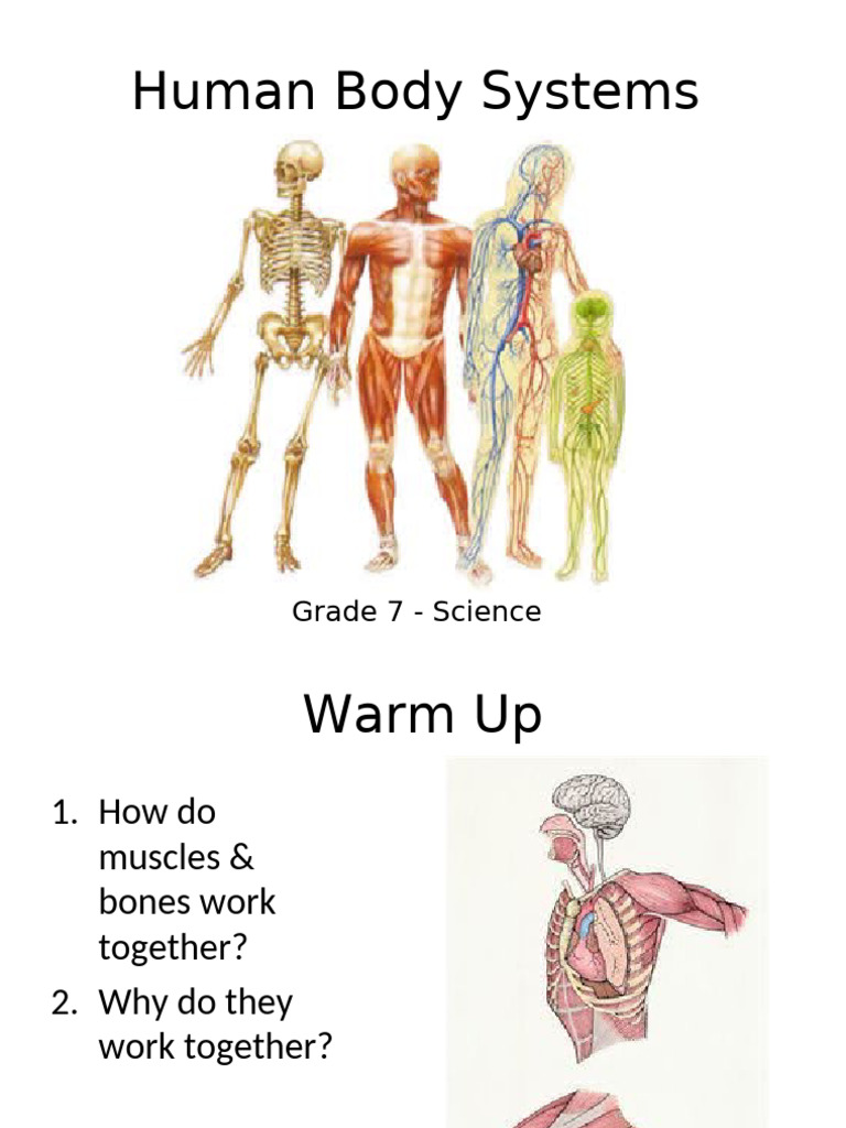 Human Body Systems 2023 New Grade 6 | PDF | Human Body | Blood