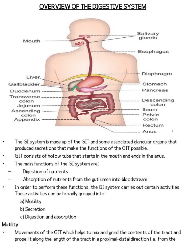GIT Physiology | PDF