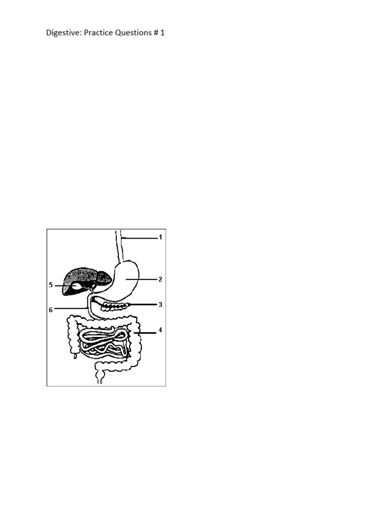 Digestive System Practice Questions | PDF | Digestion | Small Intestine