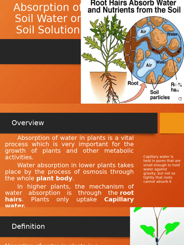 Plant Water Absorption Mechanisms | PDF | Root | Osmosis