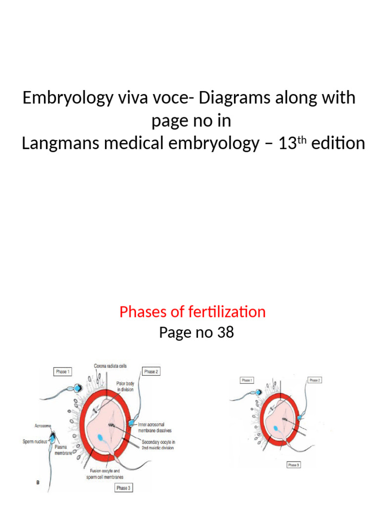 Embryology-Viva Voce Diagrams With Page No | PDF