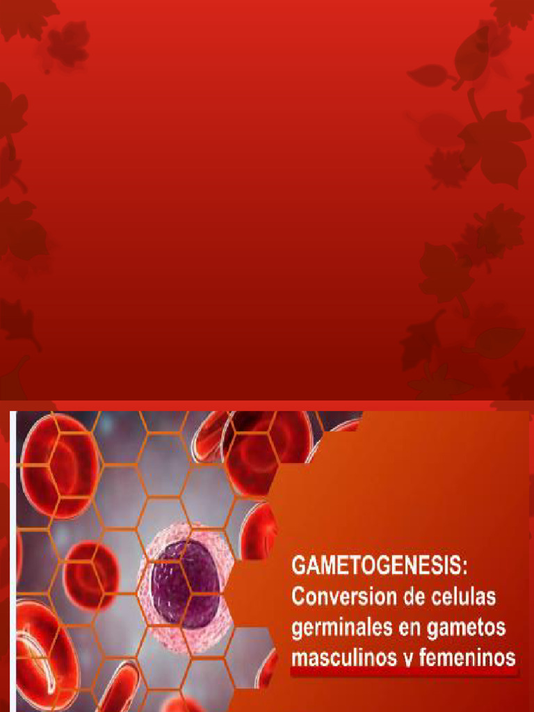 Gametogenesis | PDF | Mitosis | Mitosis