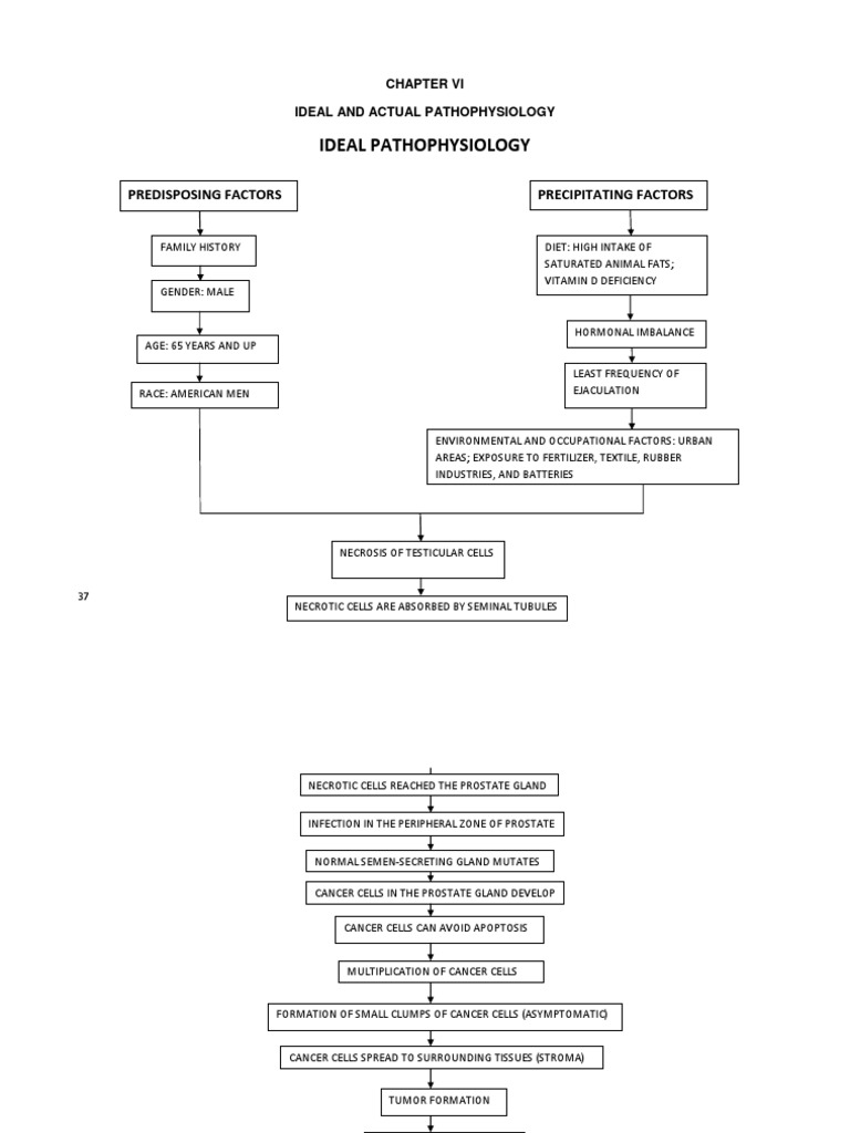 Prostate Cancer Pathophysiology Overview | PDF | Prostate Cancer ...