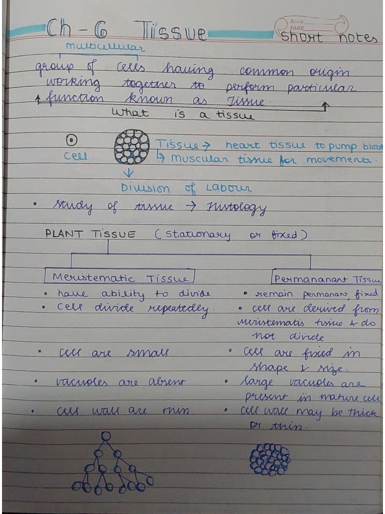 Chapter 6 Tissues Class 9 | PDF