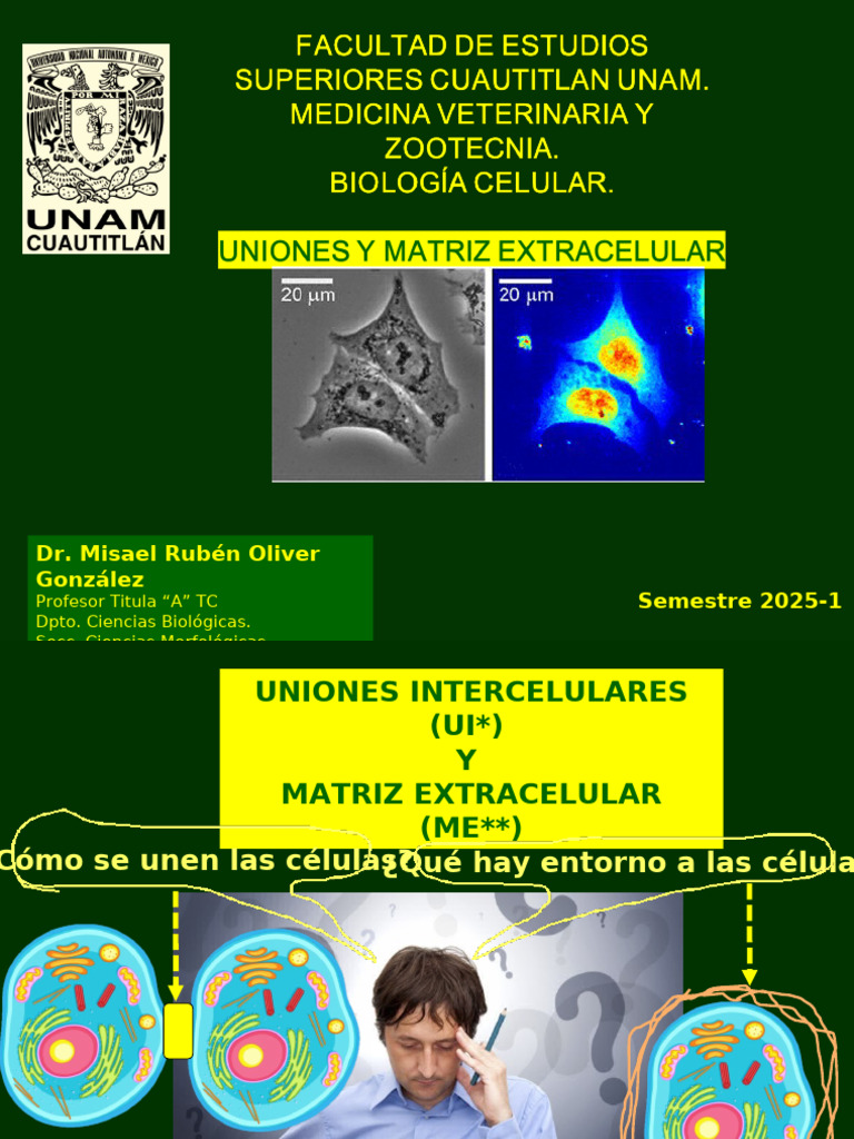 Uniones y Matriz - 2025-1 | PDF | La matriz extracelular | Biología