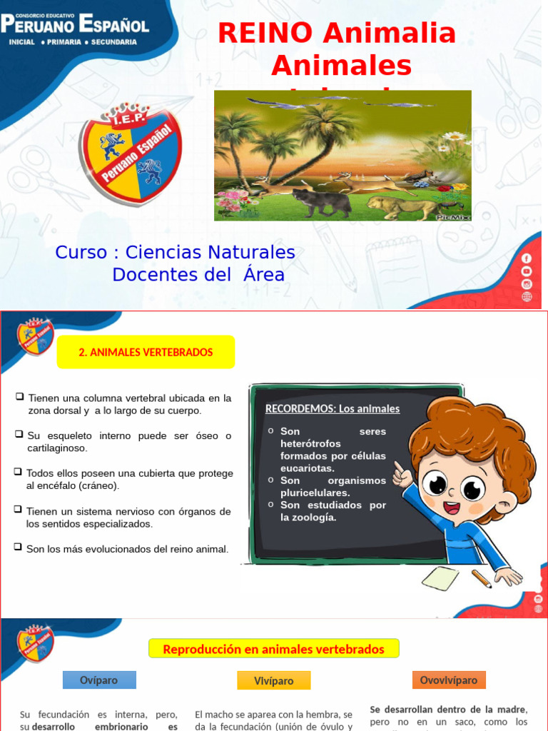 Clasificación de Animales Vertebrados | PDF | Vertebrados | Anfibio