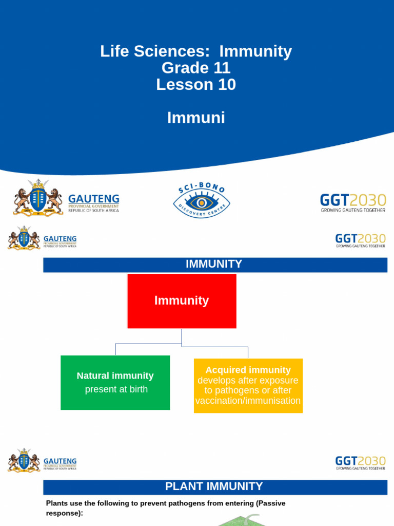 Grade 11 Immunity Overview | PDF | Immune System | Phagocyte