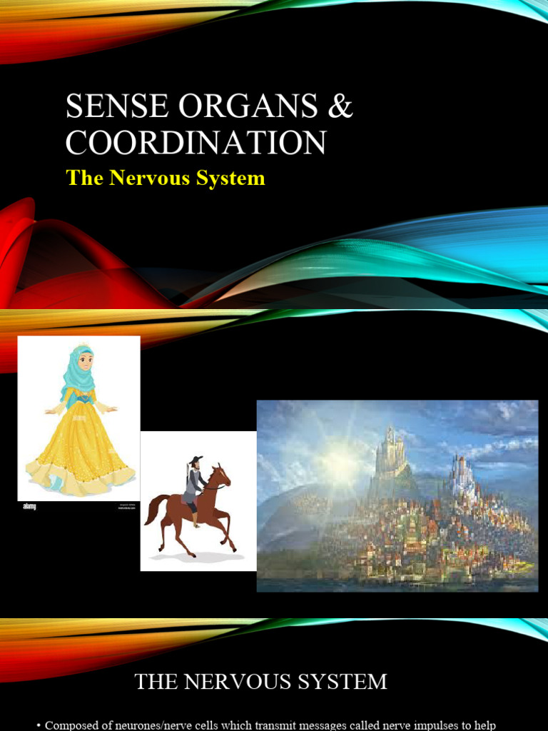 Sense Organs & Coordination ( the Brain) | PDF | Central Nervous System ...