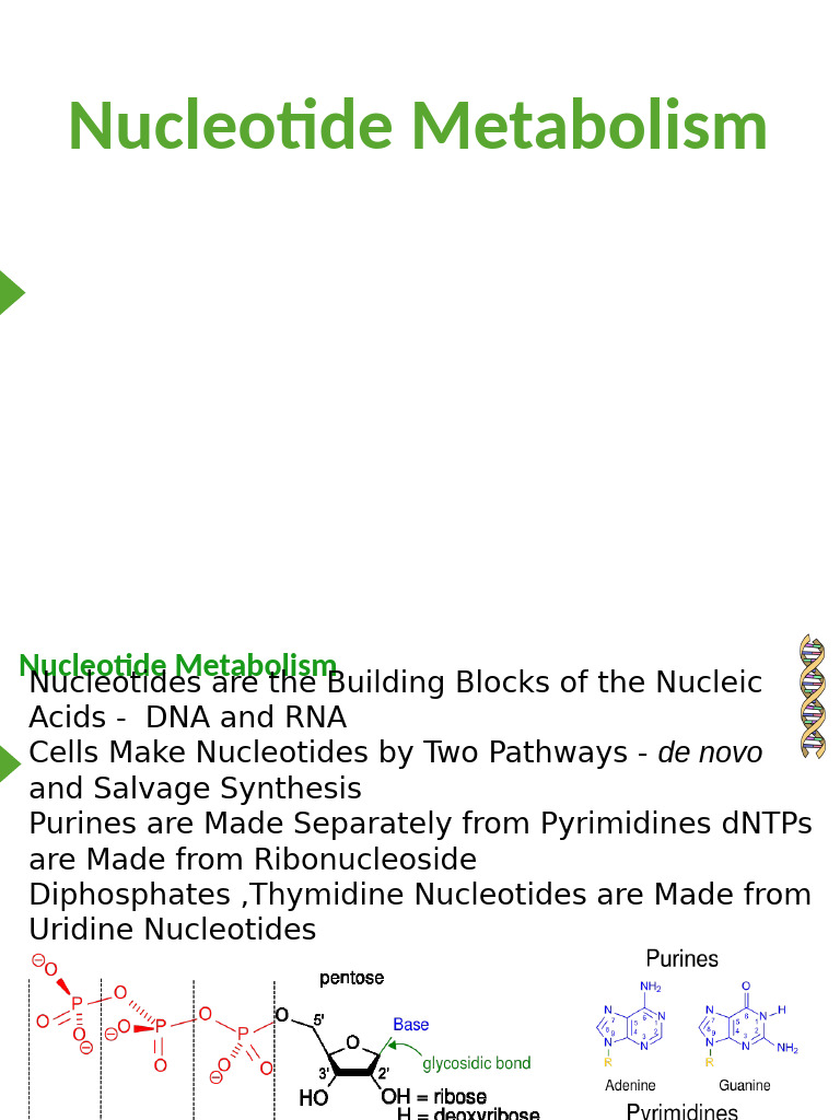 Nucleotide Metabolism Overview | PDF | Nucleotides | Biosynthesis