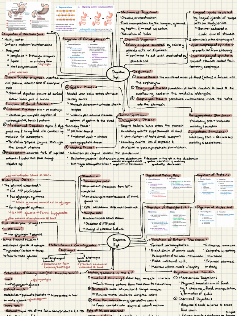 Digestive System - Physiology | PDF