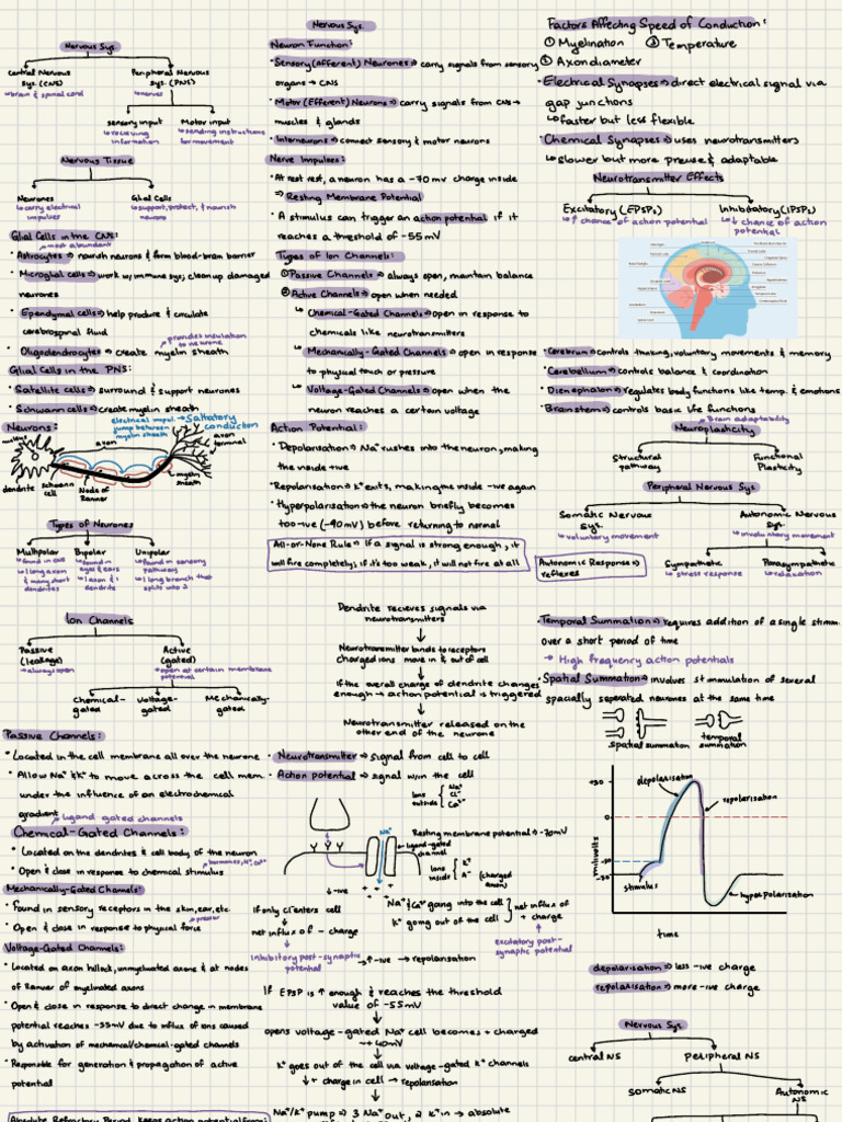 Nervous System - Physiology | PDF