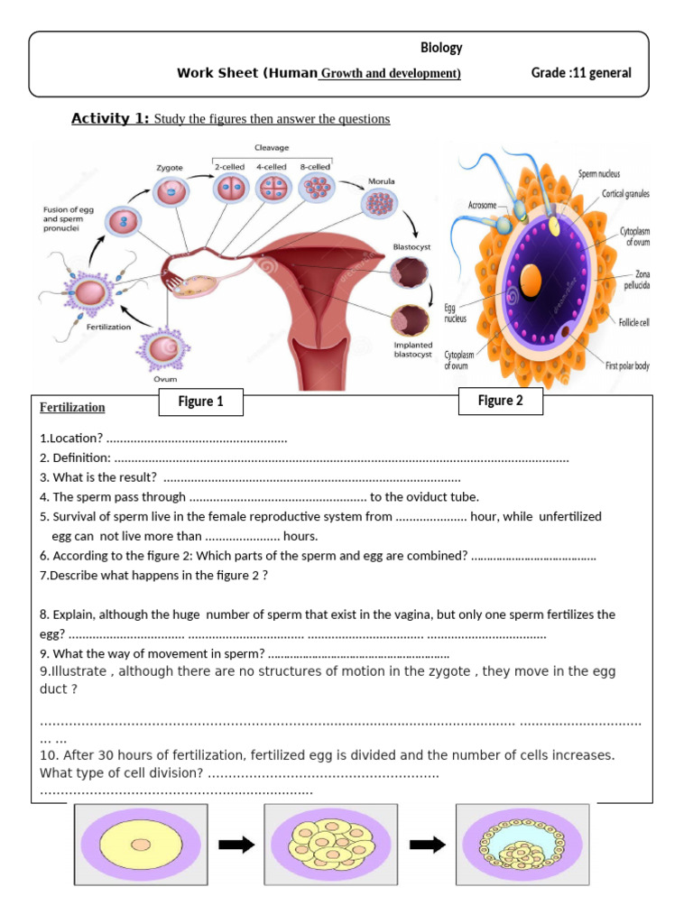 Human Fertilization and Development Guide | PDF | Fertilisation | Pregnancy