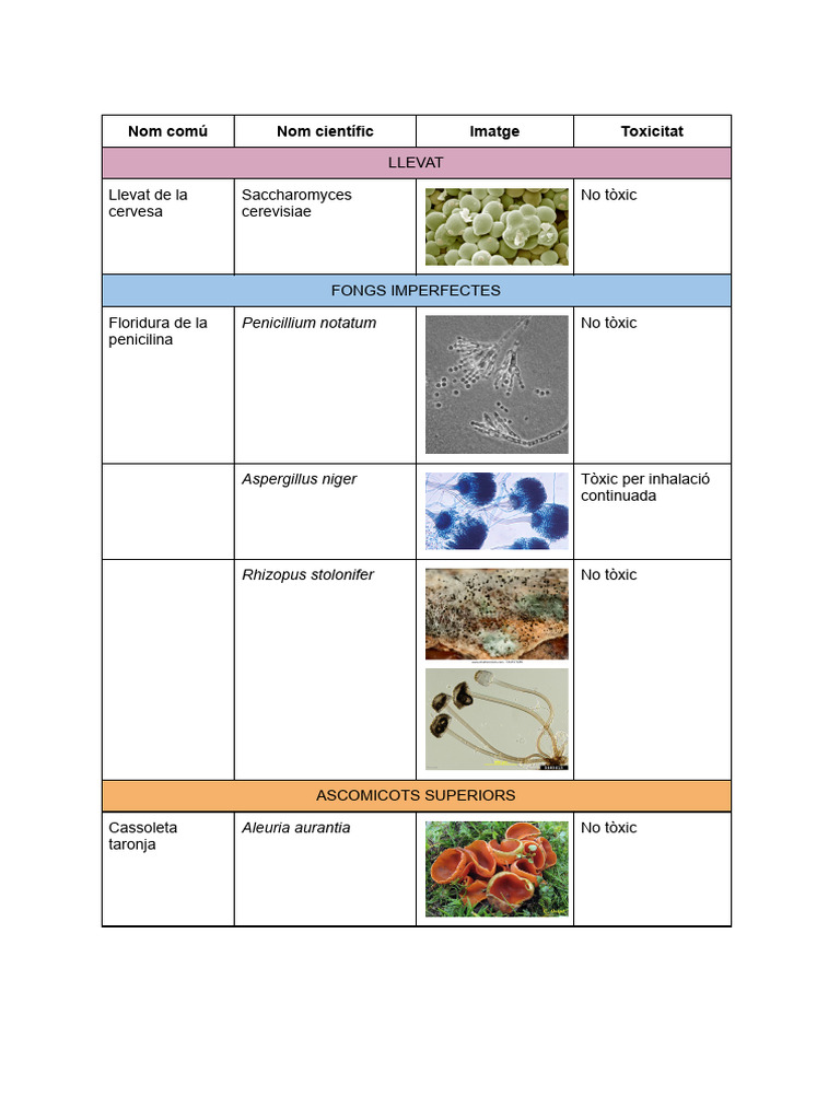 FONGS | PDF