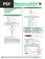 Anatomy of the DCML Pathway Explained | PDF | Neuroscience | Nervous System