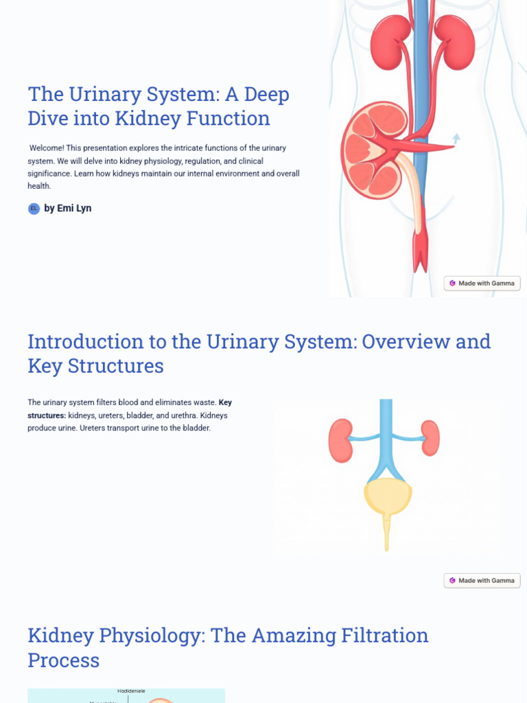 The Urinary System A Deep Dive Into Kidney Function | PDF