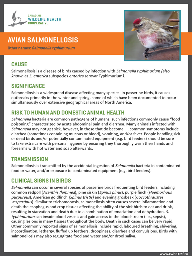 Avian_Salmonellosis_Fact_Sheet | PDF | Salmonella | Clinical Medicine