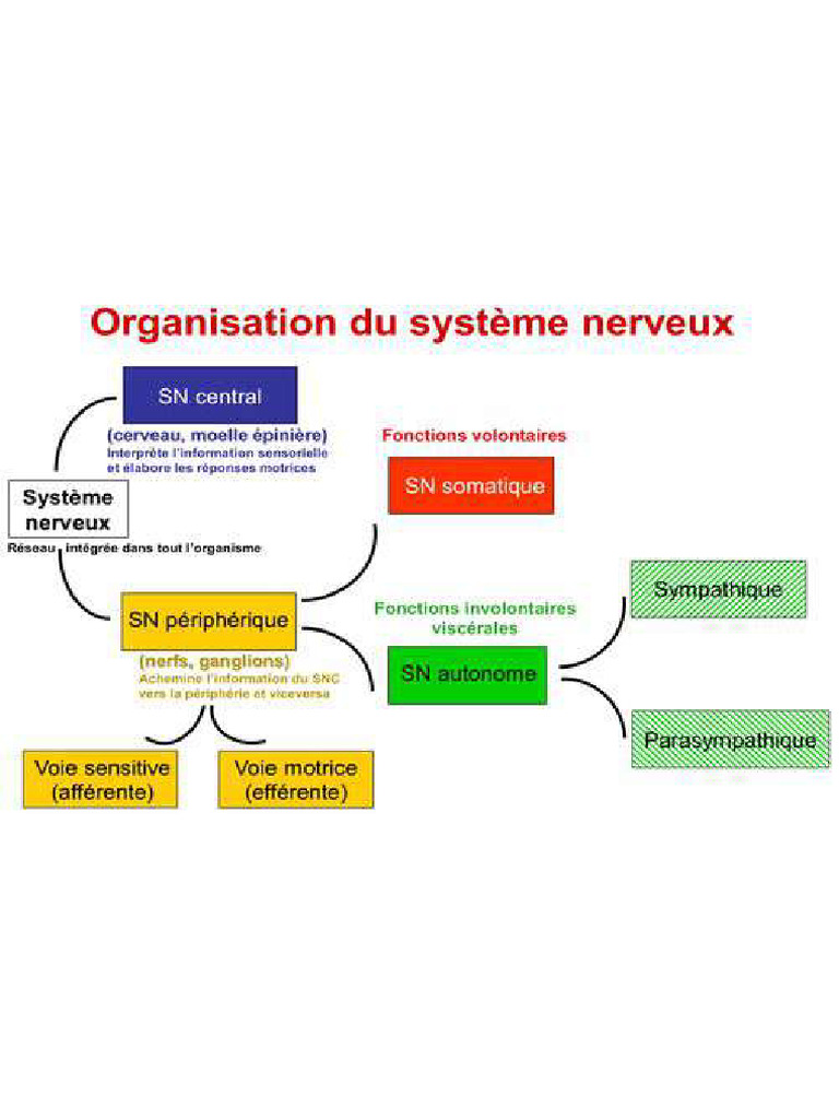 Organisation Du Système Nerveux | PDF