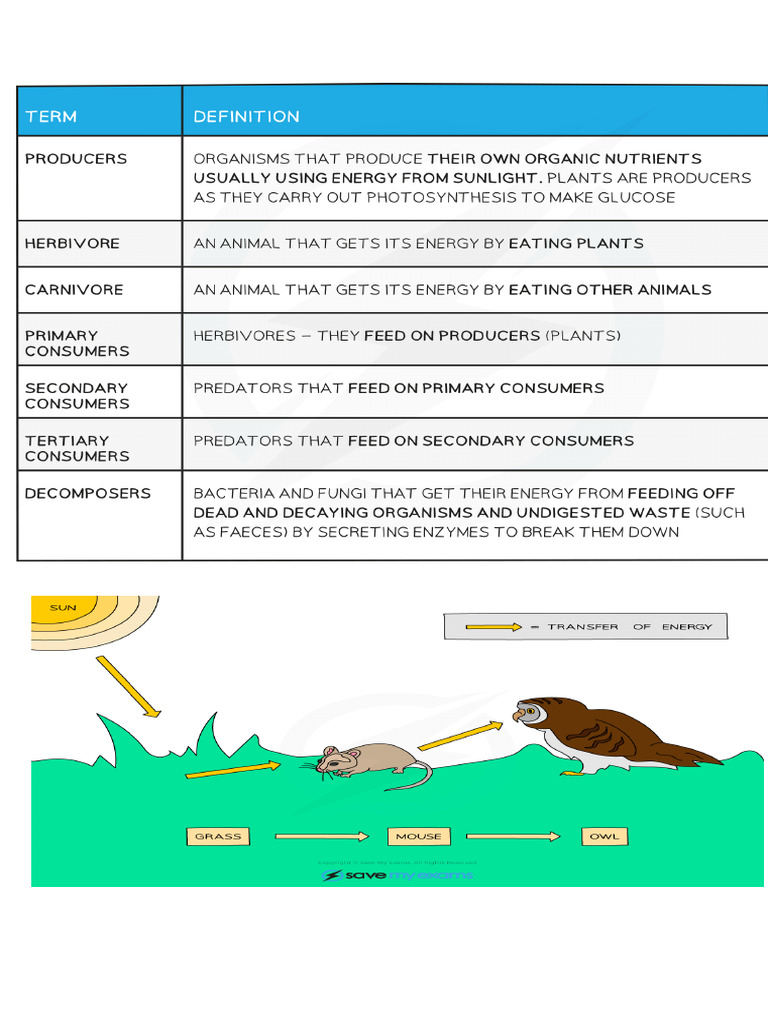Grade 6 4.1 Food Chains and Food Web | PDF