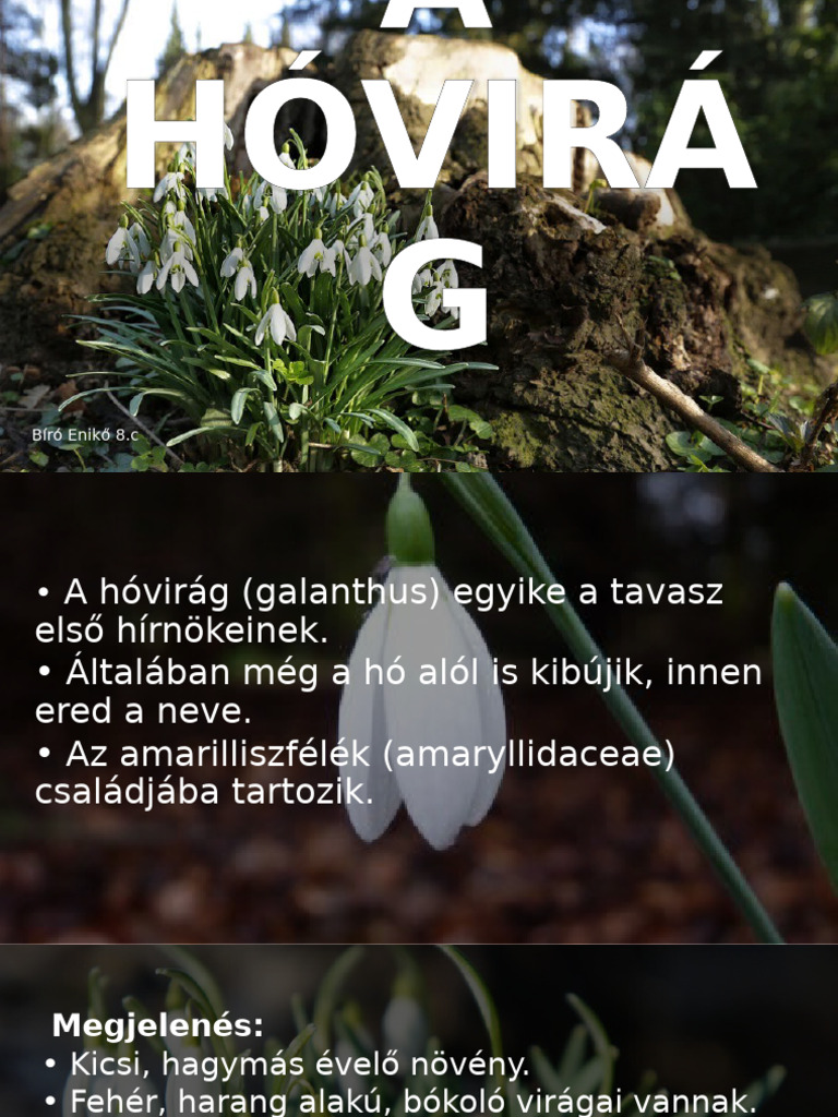 hóvirág | PDF