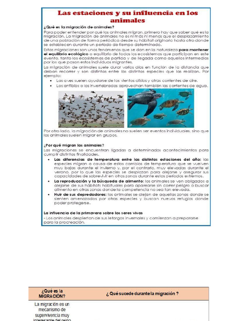 Actividad de Las Aves Migran | PDF | Ardilla | Osos