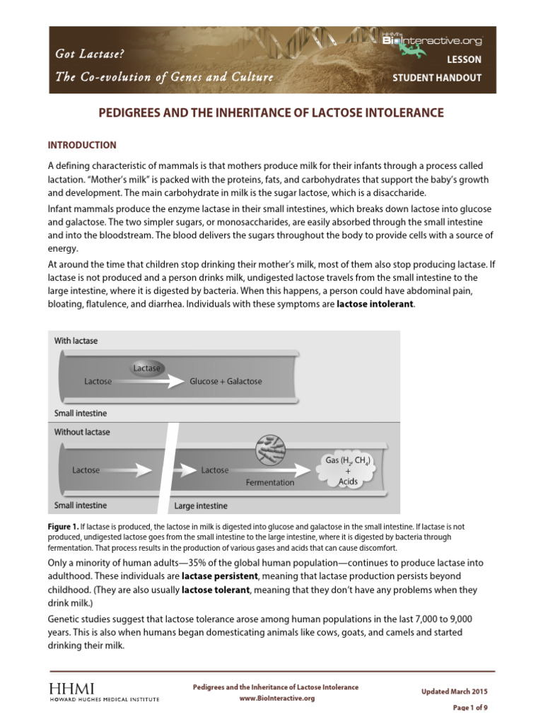 Inheritance of Lactose Intolerance Explained | PDF | Gene | Carbohydrates