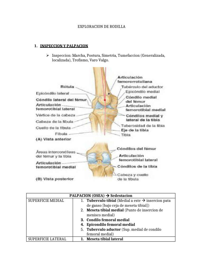EXPLORACION DE RODILLA | PDF | Rodilla | Extremidades (anatomía)