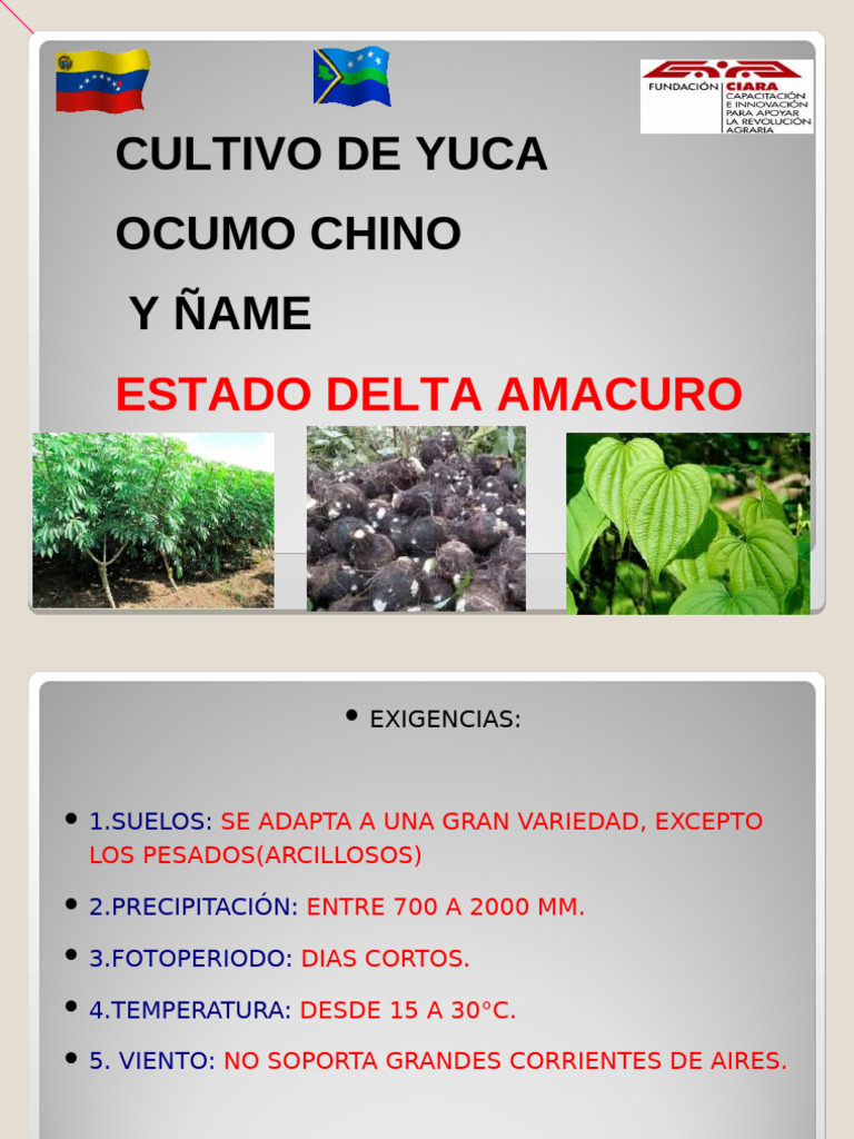Cultivo de Yuca, Ocumo Chino y Ñame | PDF | Siembra | Cosecha