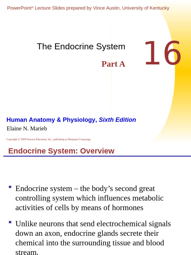 Endocrine System Powerpoint | PDF | Pituitary Gland | Endocrine System
