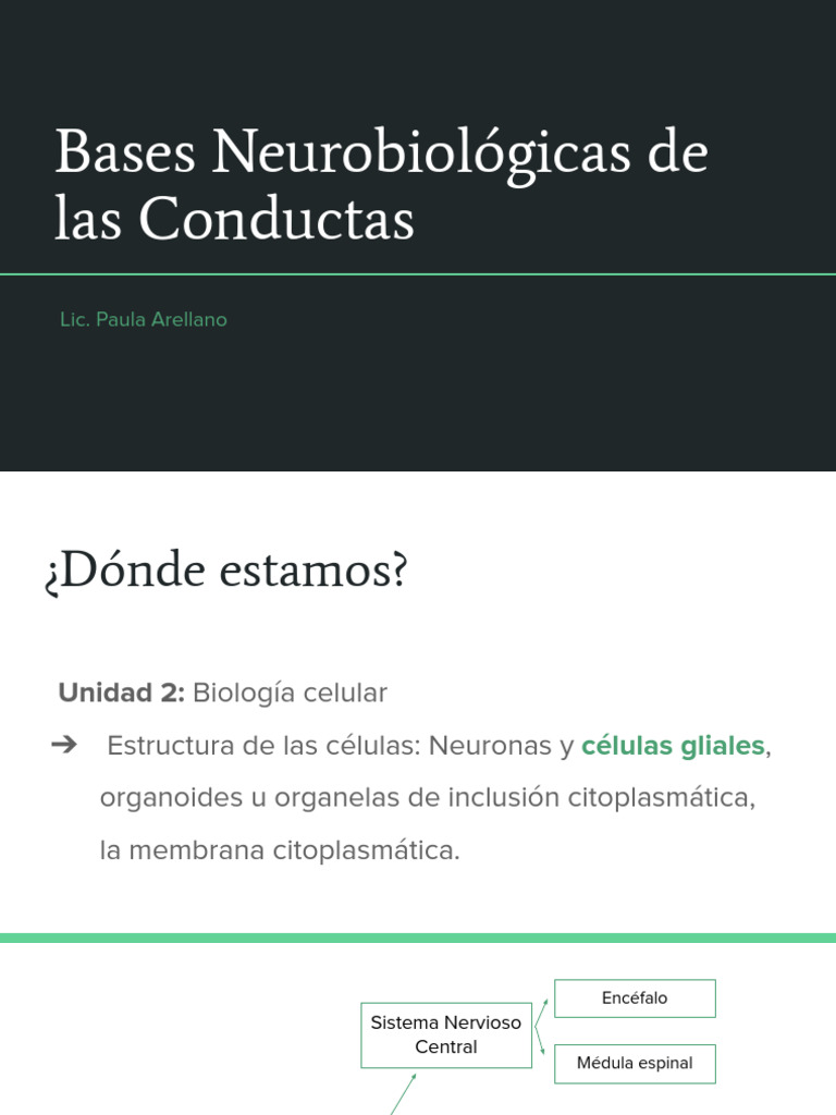 Neuroglia | PDF | Mielina | Sistema nervioso