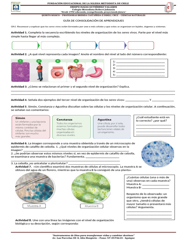 Células de la cebolla: unicelular o pluricelular | PDF | Biología ...