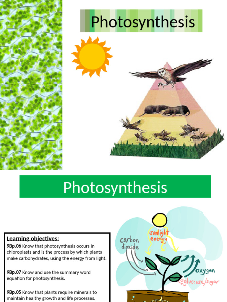Photosynthesis - Part 1 (1) | PDF | Photosynthesis | Plants